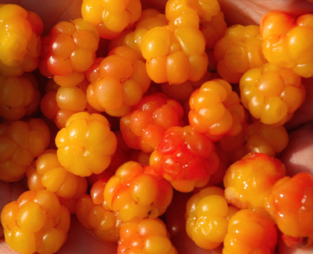 Pludrehanne: Multe-juss