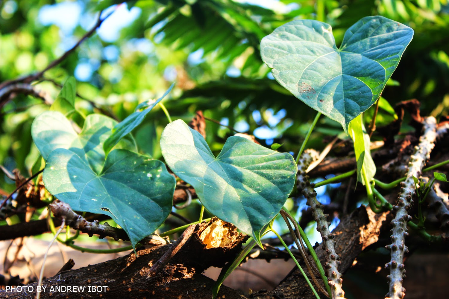 Ako si ANDREW IBOT!: Makabuhay (Tinospora rumphii Boerl)