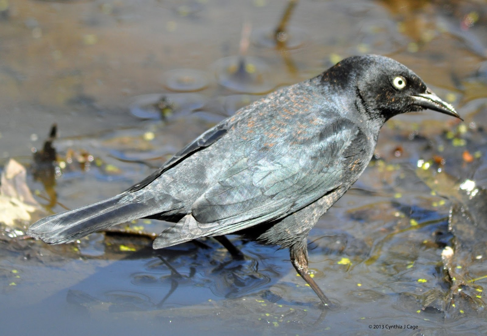 Living in Brooklyn-Longing for Maine: Rusty Blackbird