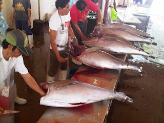 Agilex Tuna Export: General Santos City Tuna Fish Port
