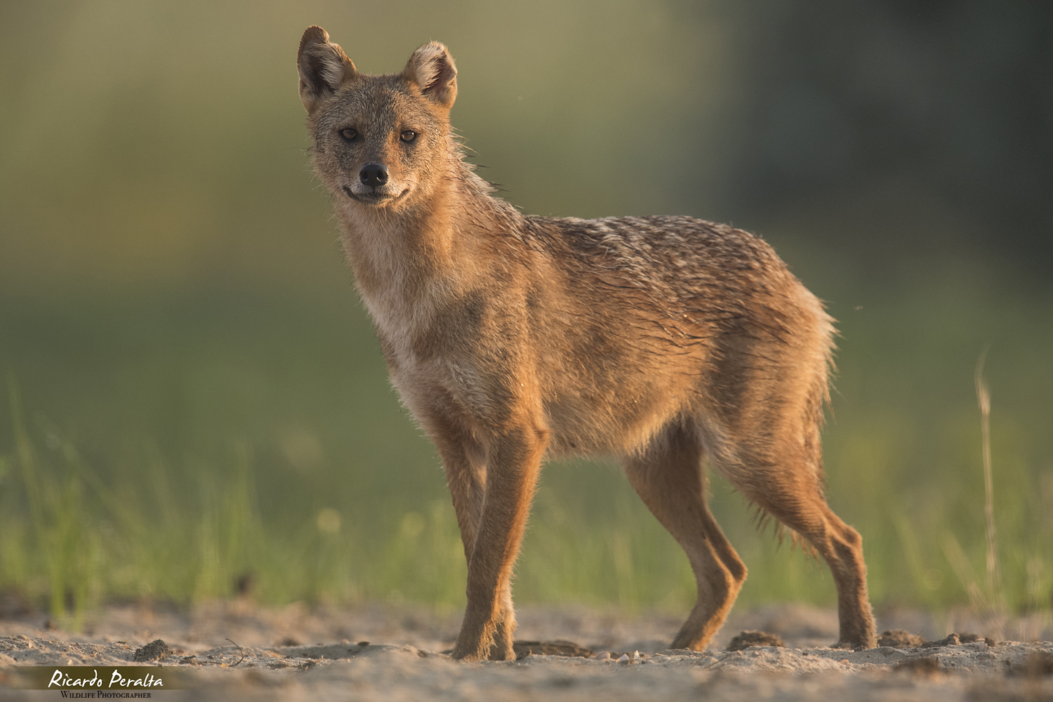 Ricardo Peralta. Fotógrafo de Naturaleza: Chacal Dorado (Canis aureus)