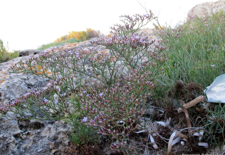 FLORA NEL SALENTO e.. anche altrove: Limonium virgatum (Willd.) Fourr ...