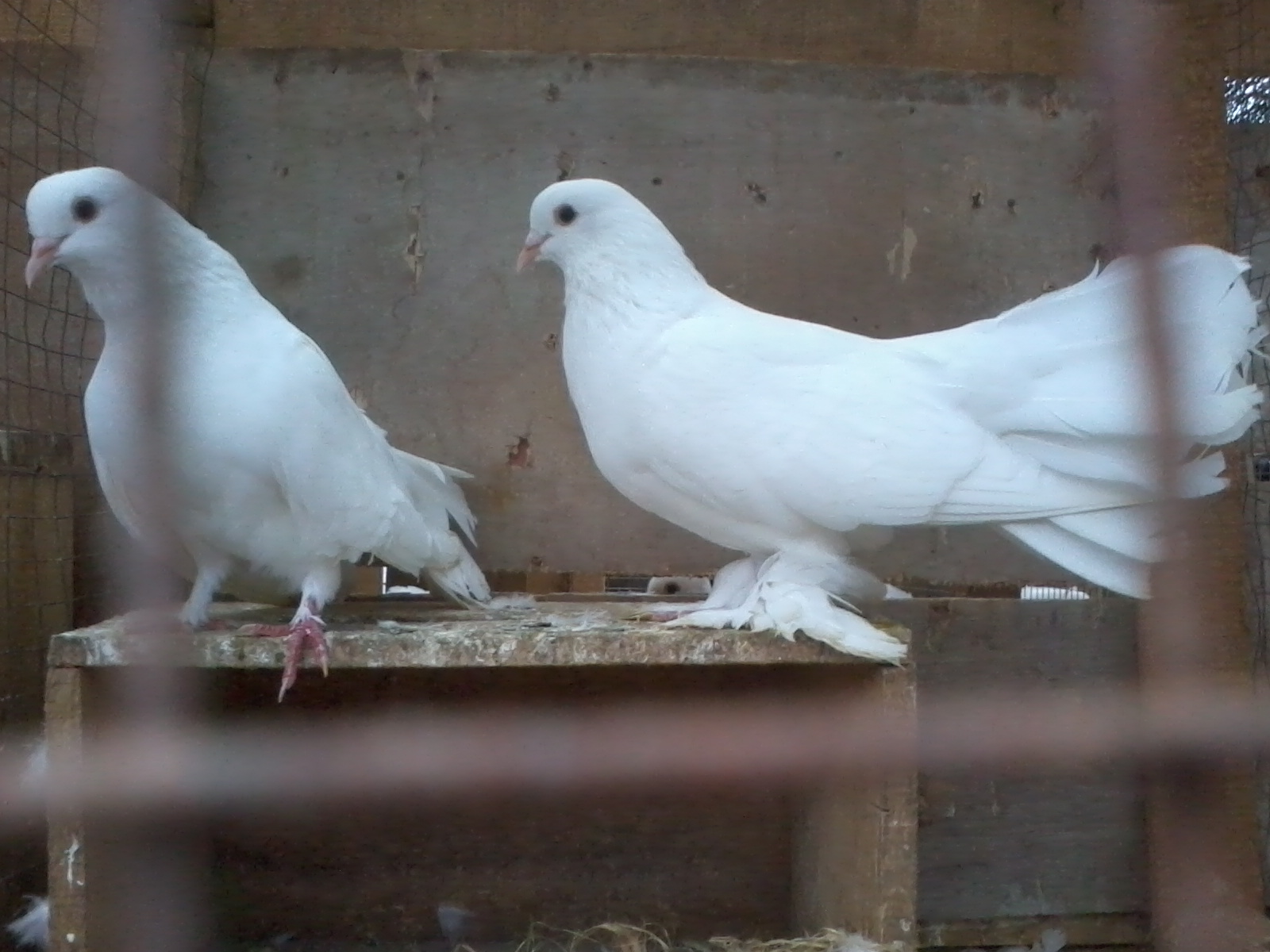 MERPATI HIAS: Merpati KIPAS / PERSI Muda