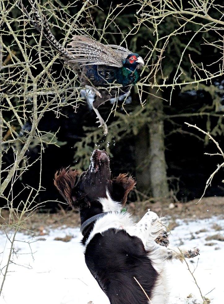 MYSLIVOST: Haidy z Lhotecké kaštanky. #Honili myslivci, Lovecký pes ...
