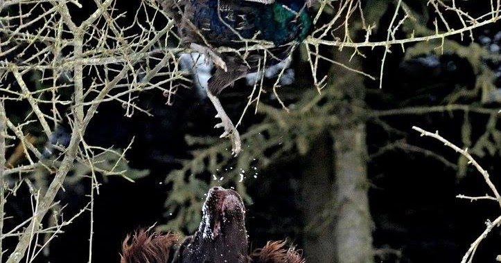 MYSLIVOST: Haidy z Lhotecké kaštanky. #Honili myslivci, Lovecký pes ...