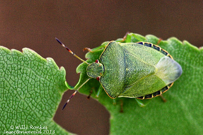 De mooie natuur: Mantingerveld