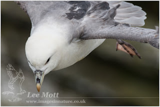 Lee Mott Photography