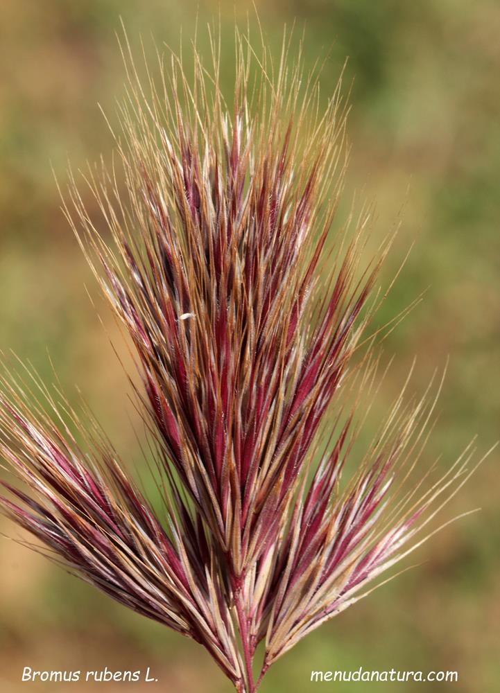 Menuda Natura: Bromus rubens L.