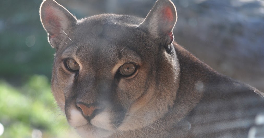ZOOTOGRAFIANDO (6.100 ANIMALS): PUMA / COUGAR (Puma concolor)