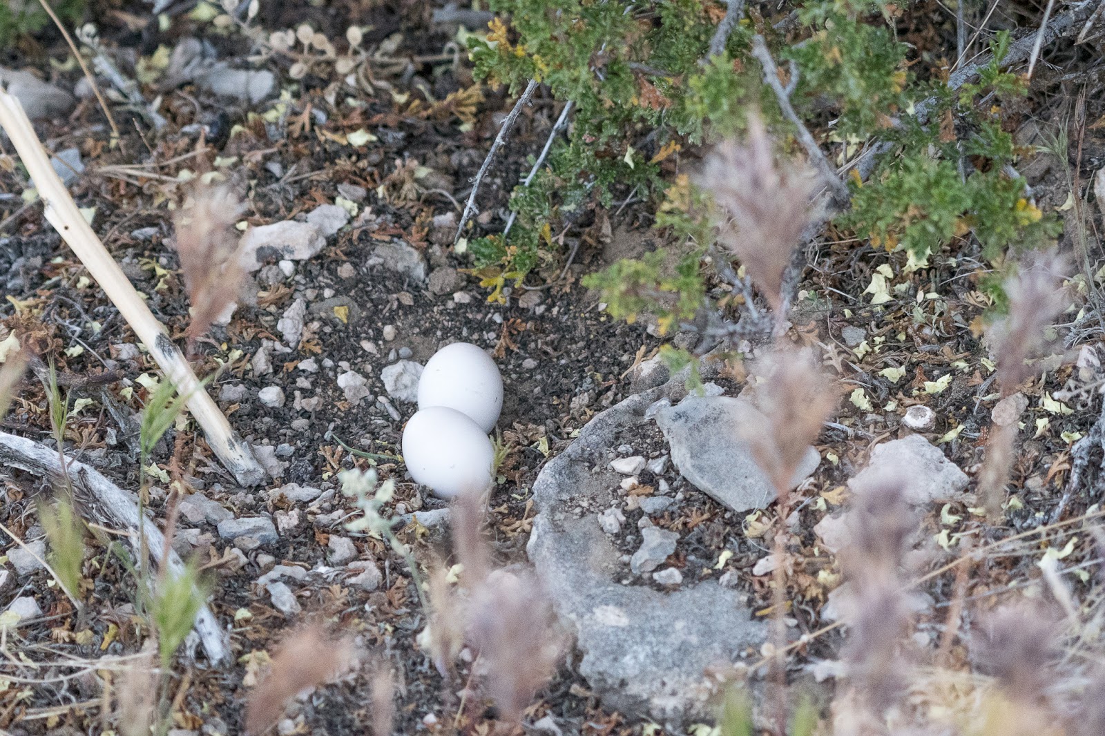 NeoVista Birds and Wildlife: Monitoring a Common Poorwill Nest Site