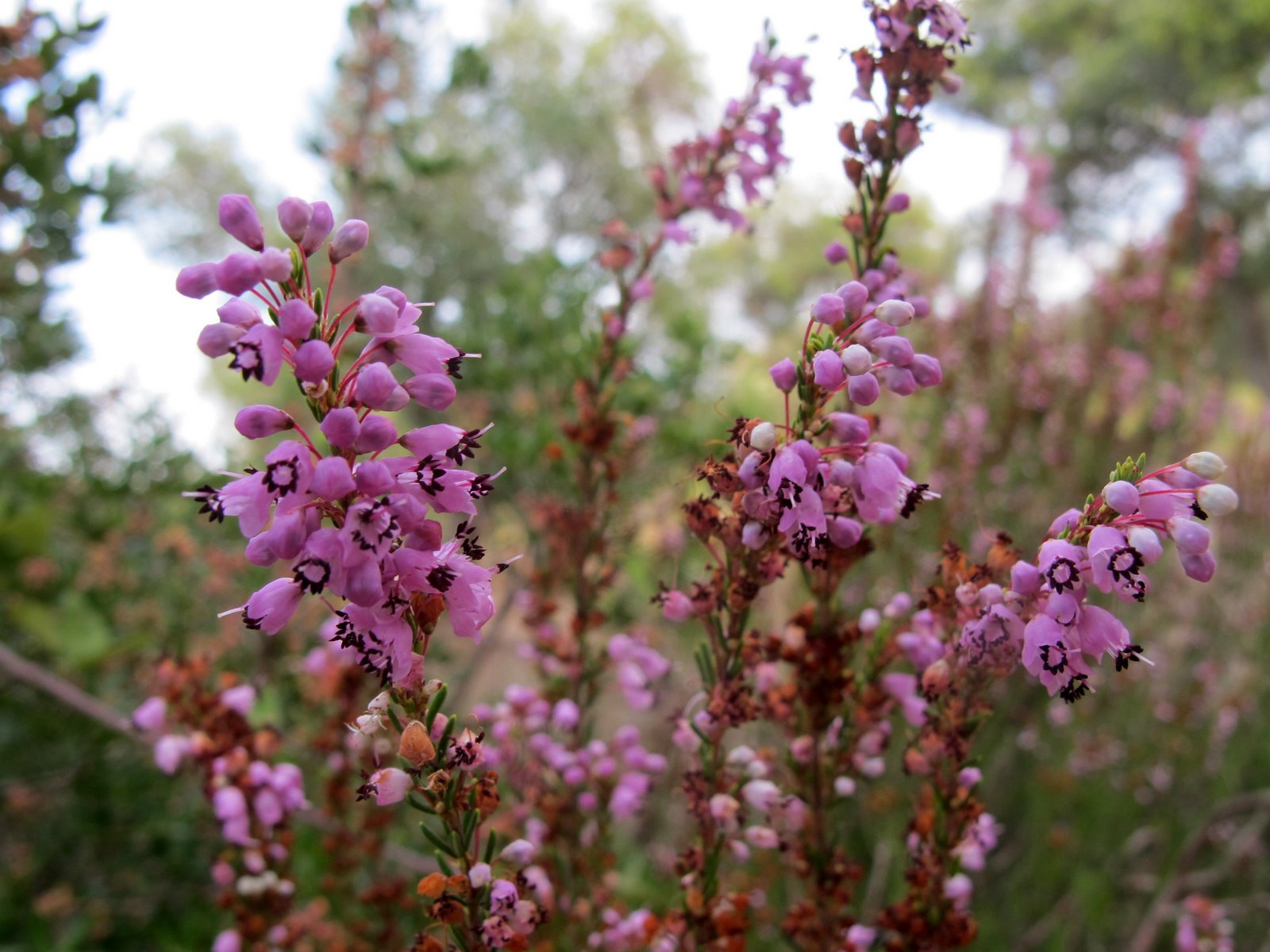 FLORA NEL SALENTO e.. anche altrove: Erica forskalii Vitm. = E ...