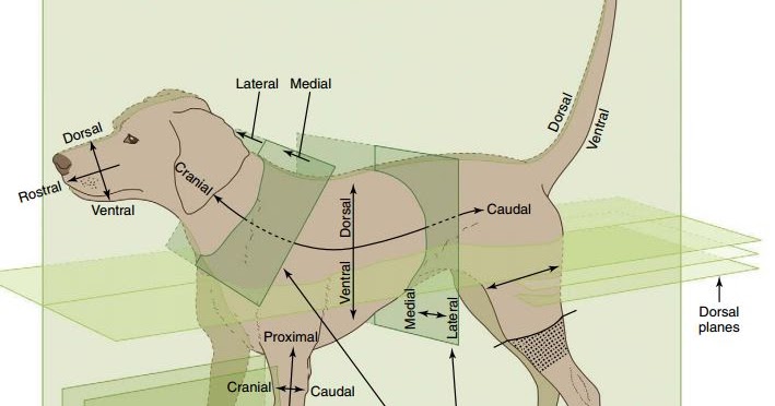 Anatomical terms in dogs ~ MAURIVET