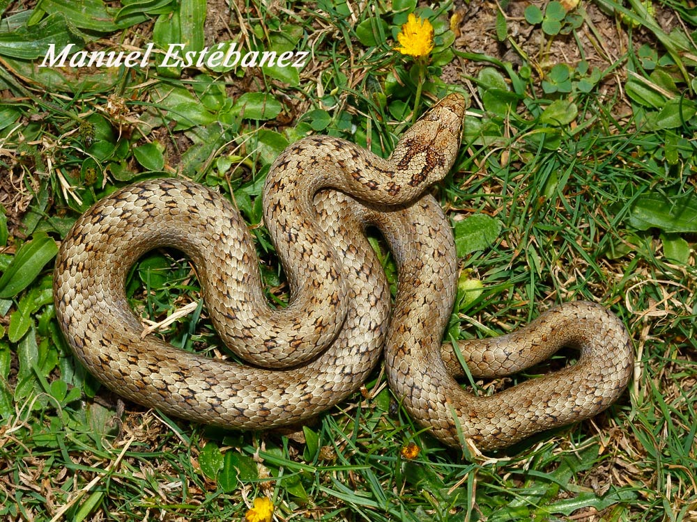 Miradas Cantábricas: Culebra lisa europea (Coronella austriaca)
