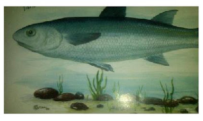 ANIMALES EN PELIGRO DE EXTINCIÓN