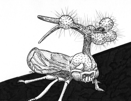 Doodles and Doggerel: Brazilian Treehopper