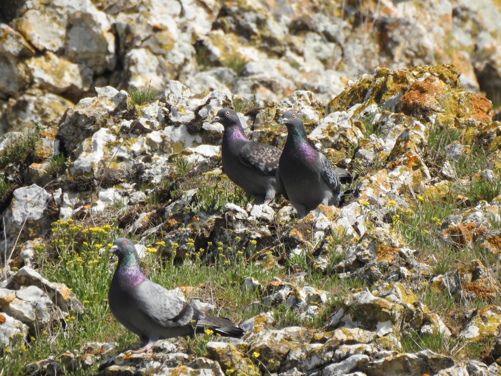 PASARI DIN ROMANIA: PORUMBEL DE STANCA si PORUMBEL DE CASA SALBATICIT ...