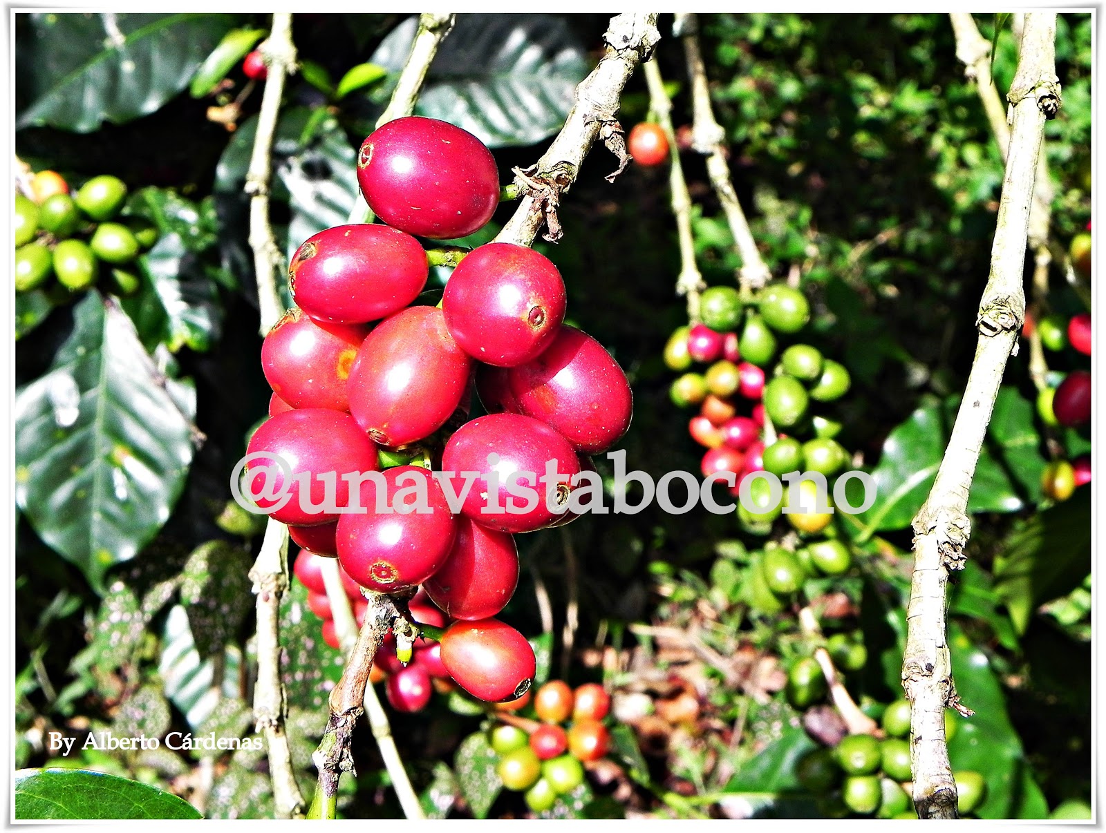 Una Vista a Boconó: Frutos del Café