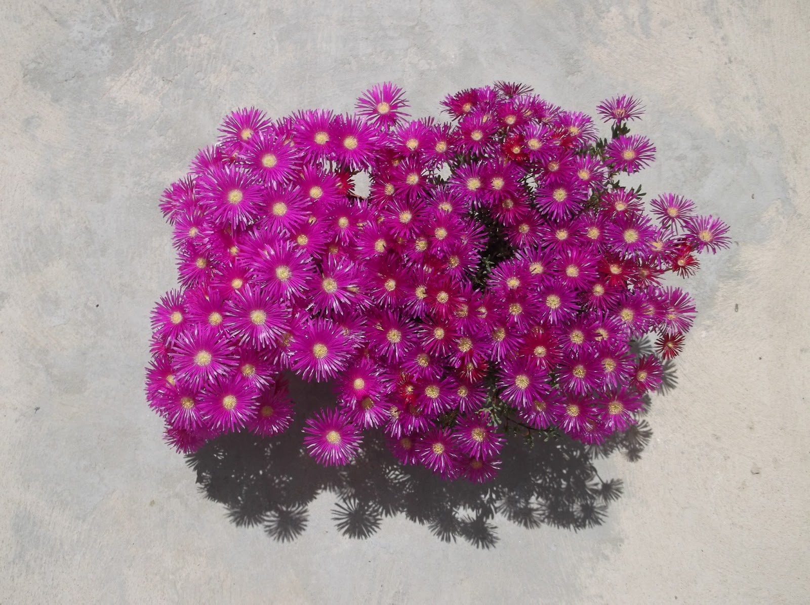 AS MINHAS SUCULENTAS