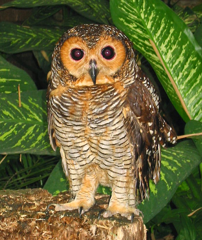 Owl City of Heroes Surabaya: JENIS BURUNG HANTU DI INDONESIA