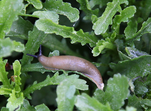 tend: let's talk about slugs