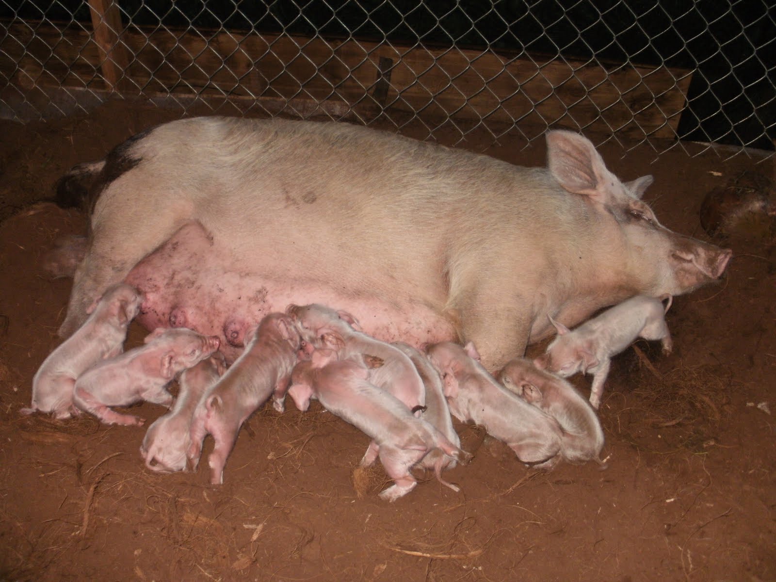 Hubbell's Hog Heaven: First Litter!