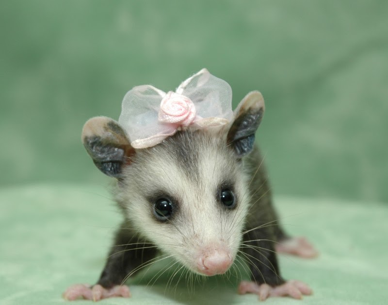 Leah's Stuff: Friday Finds: Possums! Possums are cute.