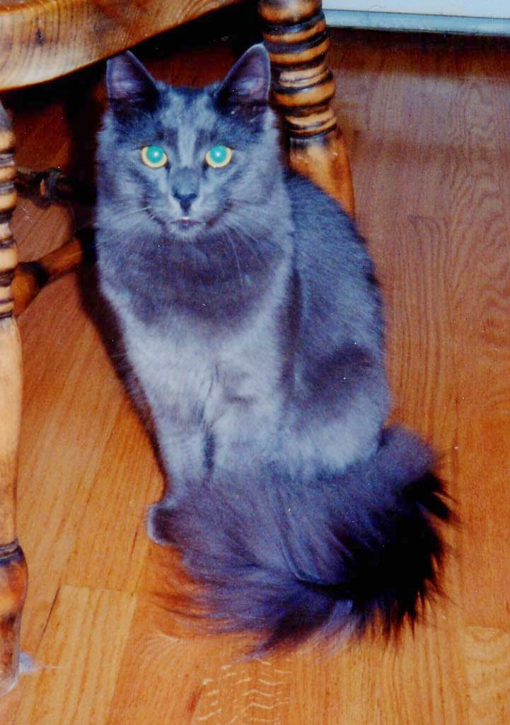 Angora turco azul-crema