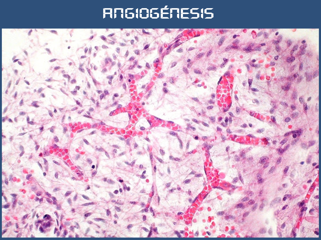 SOS EMBRIOLOGIA HUMANA: ¿Qué es la angiogénesis?