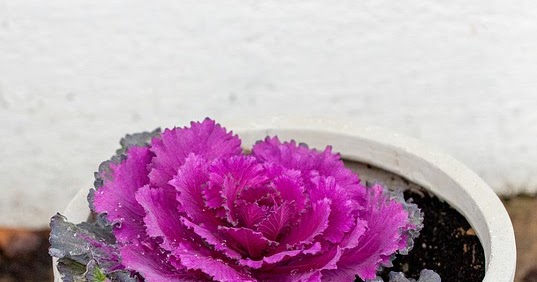 3 Formas fáciles de cocinar col lombarda o repollo morado