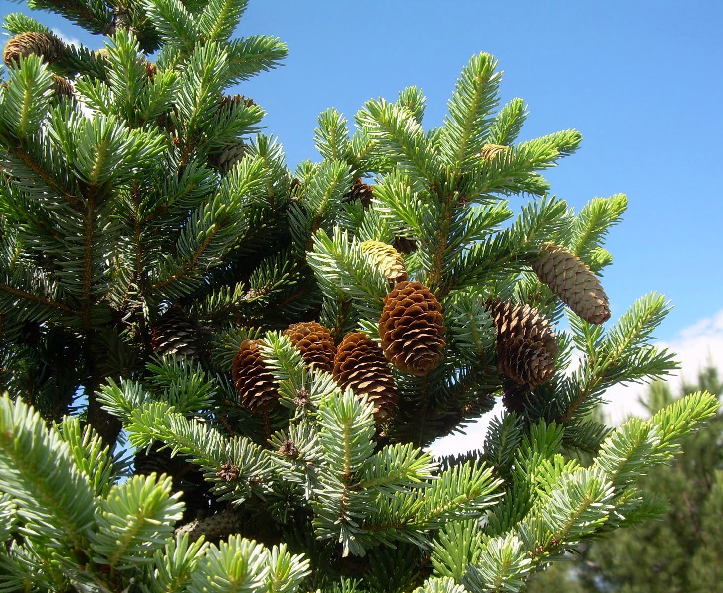 Taxonomia Plantae no Magnoliopsida: Phylum Tracheophyta Clase Pinopsida ...