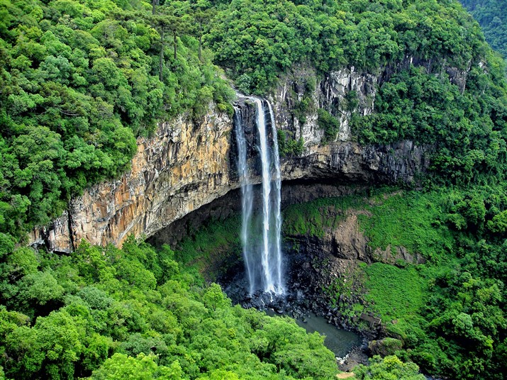 Let's save the Rainforest - Together with WWF and Baidu