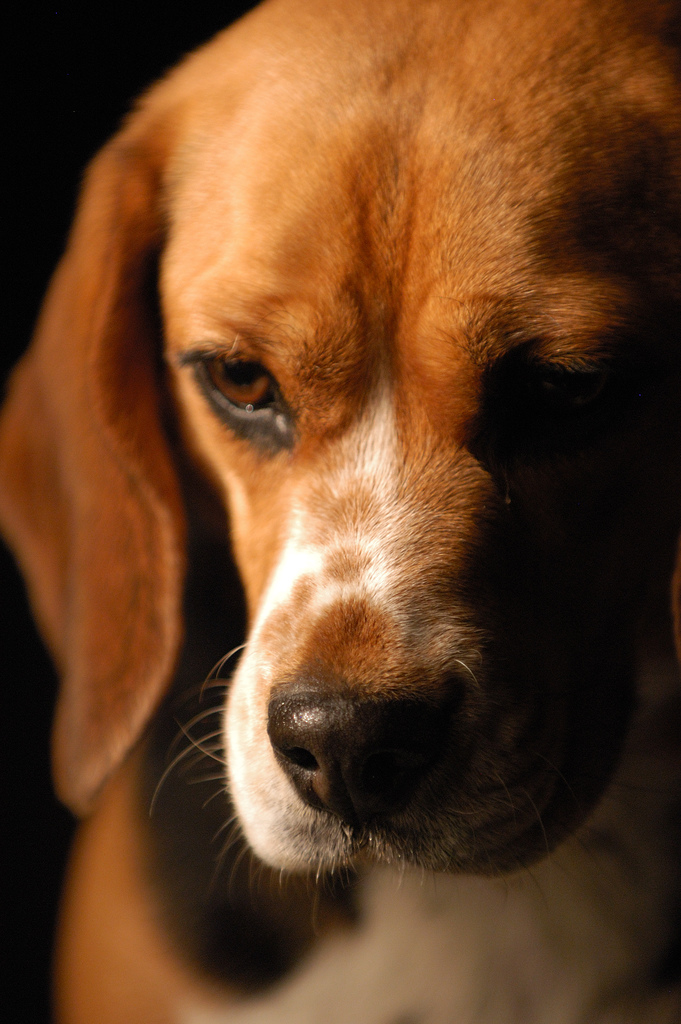 A Comprehensive Guide to Lovable Beagle Playful Breed