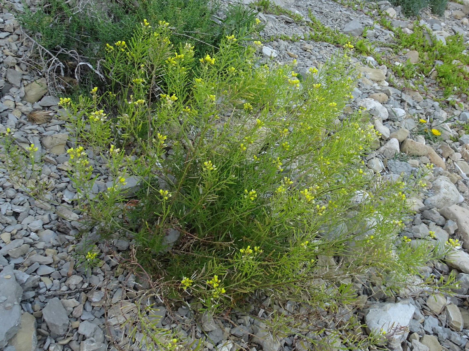 HERBARIO VIRTUAL DE BANYERES DE MARIOLA Y ALICANTE: Diplotaxis ...