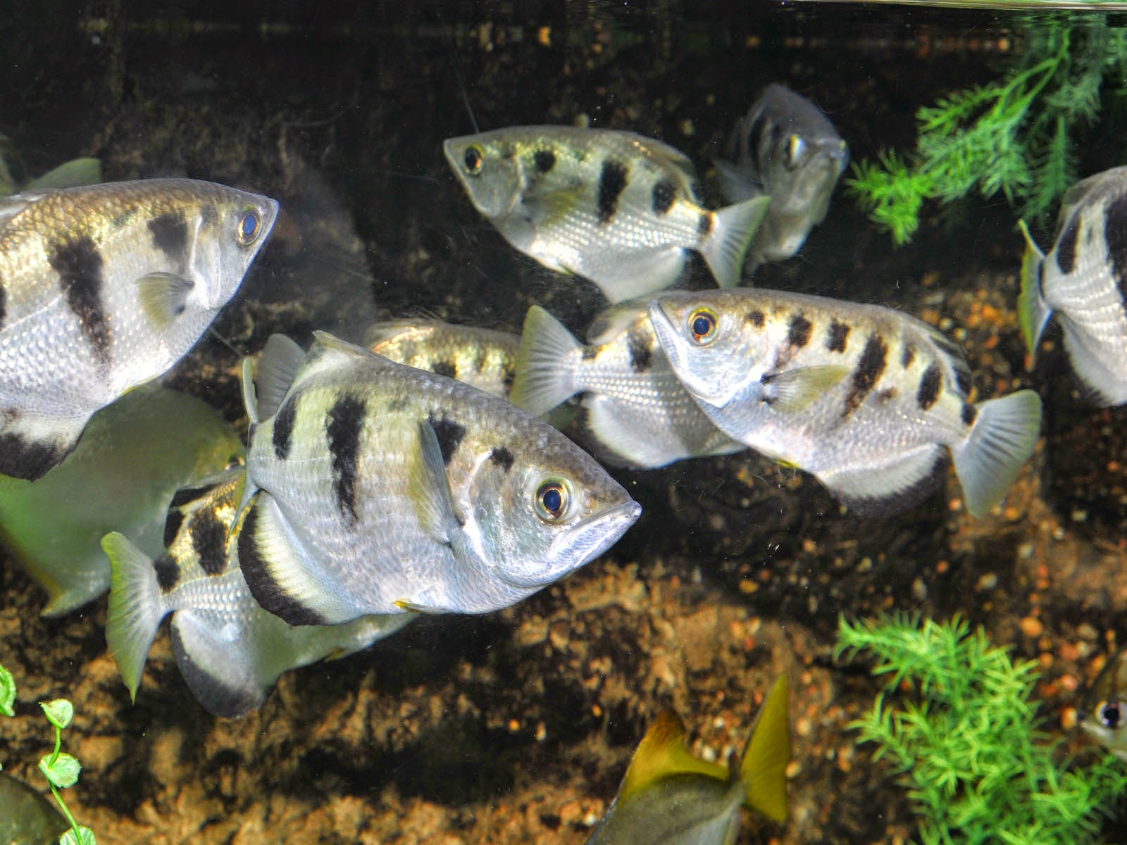 ARCHER FISH photos - wallpapers | the fun bank