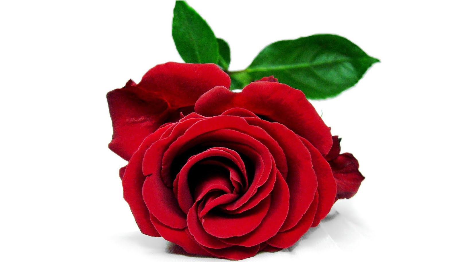 GYAN 4 TECH: गुलाब के फायदें।