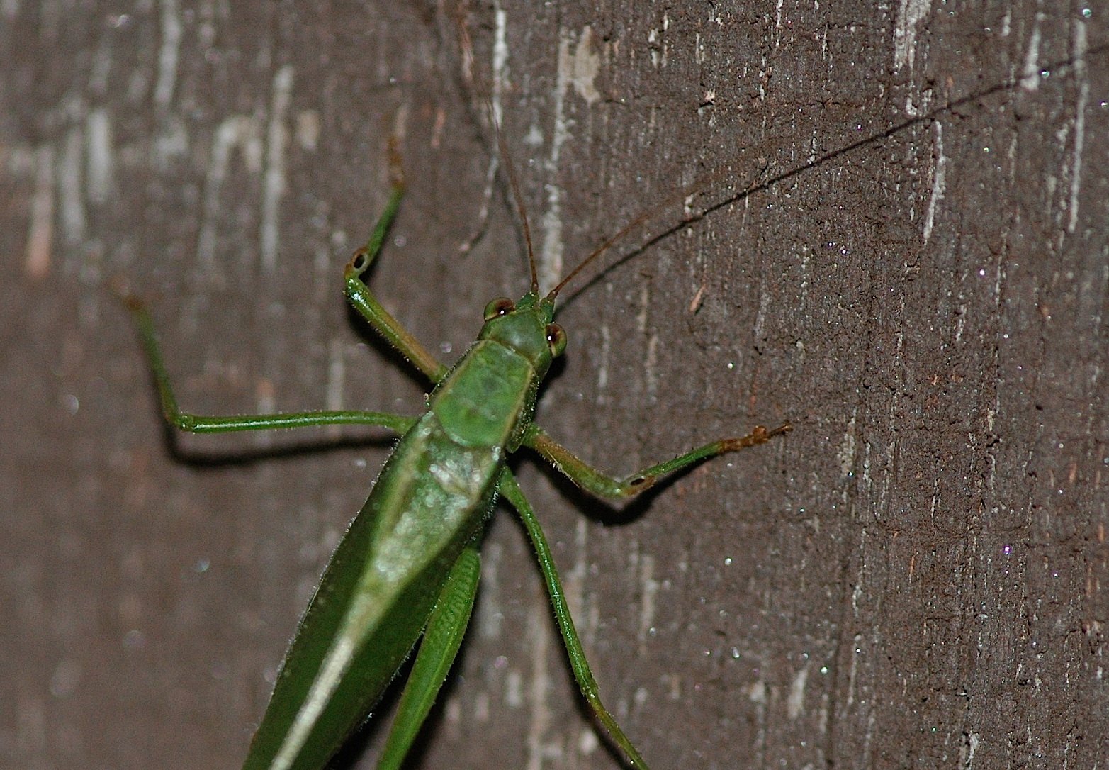 Field Biology in Southeastern Ohio: Another Insect Walk