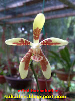 orkid liar : orkid liar / hutan dan kacukan