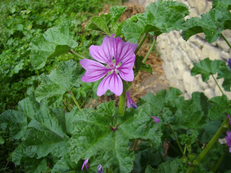 EL MUNDO MICROSCÓPICO DE LAS PLANTAS: Malva silvestris L. (Malva)