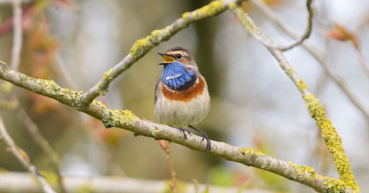 Bert's Bird Blog: Dutch Birding