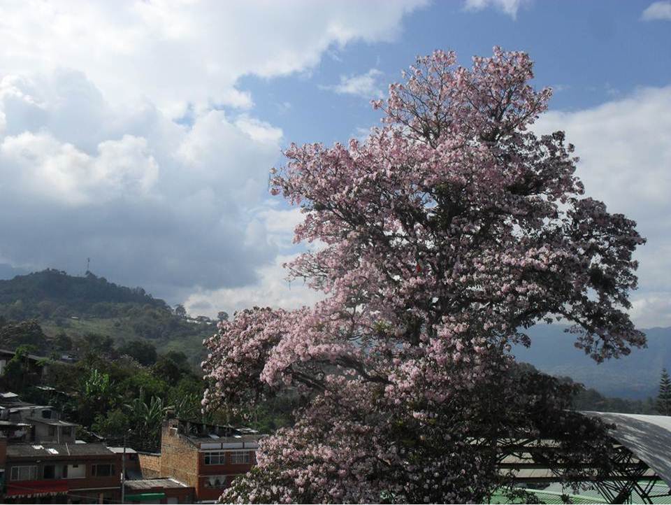 ÁLBUM FOTOGRÁFICO DE MIRAFLORES - BOYACA - COLOMBIA