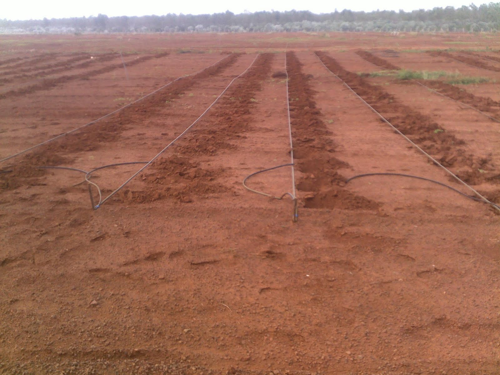 Techie2Aggie: Watermelon: Short term crop # 2