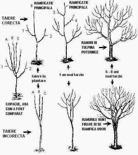 Lucrari de intretinere la prun | BRICOLAJ - GRADINA - SFATURI si IDEI