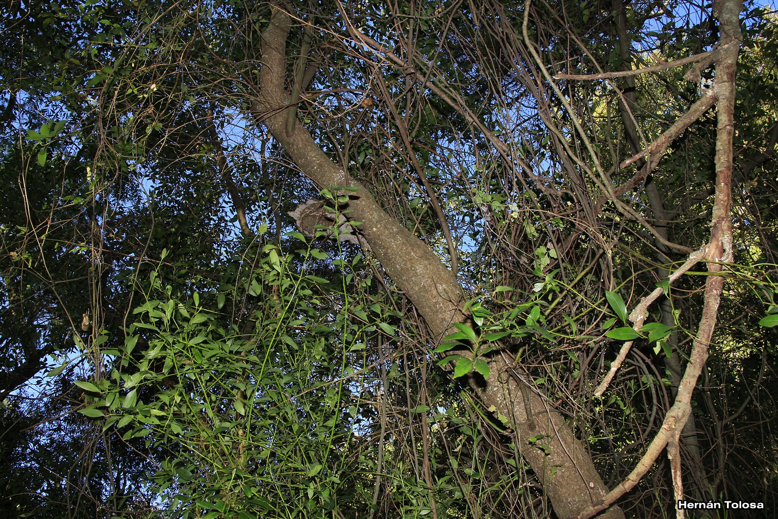Flora Bonaerense: Laurel blanco (Ocotea acutifolia)