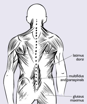 The back/الظهر /背面(Bèimiàn) | Step by step into english in English