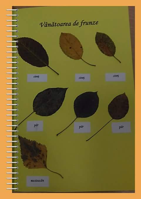 TIPURI DE FRUNZE