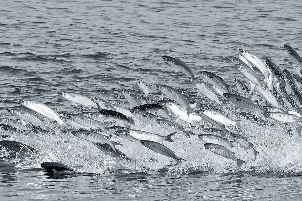 THROUGH THE LENS OF SINKASA: Flying Fish @ Sungei Buloh