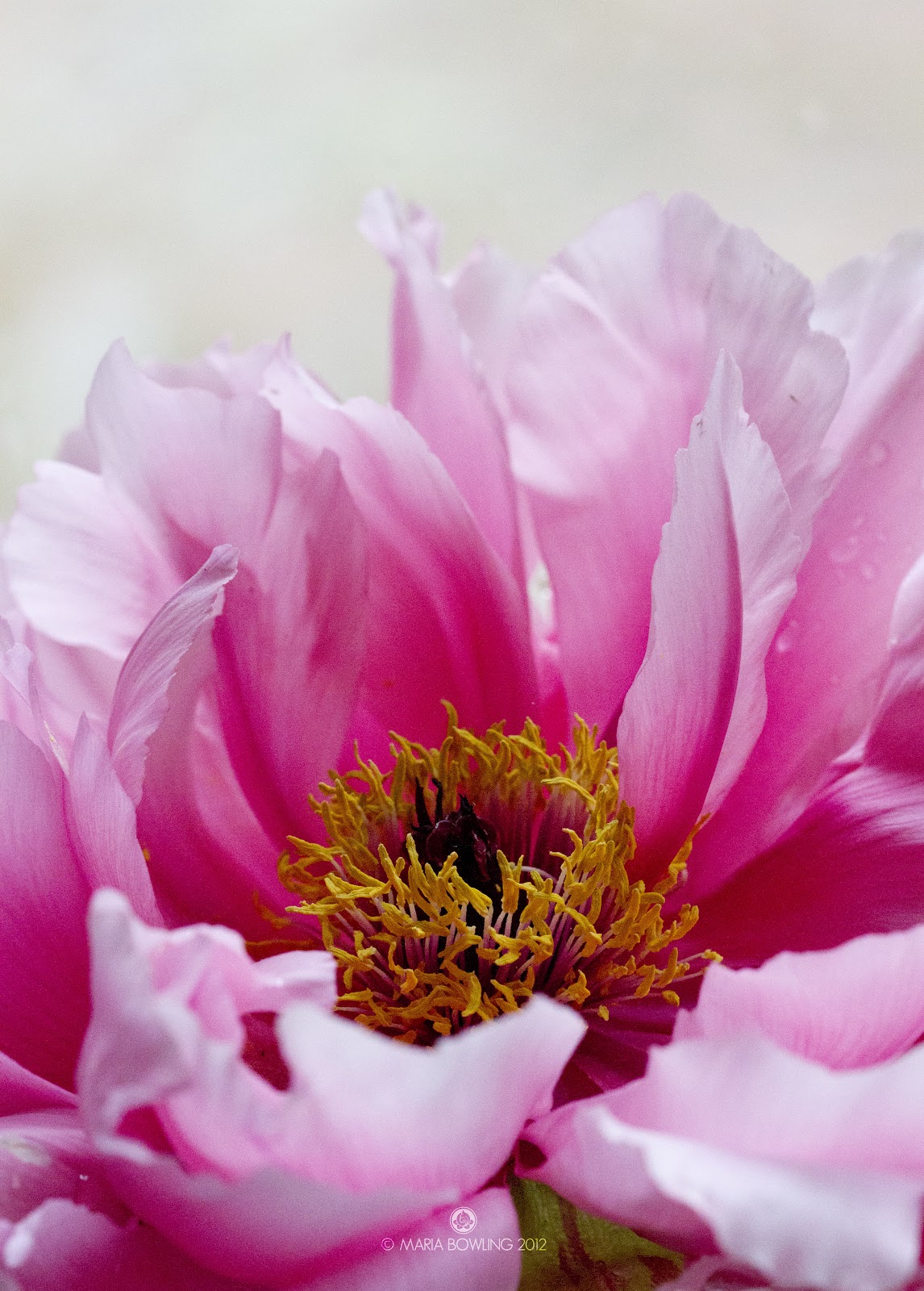 Pretty Medicine : Tree Peonies