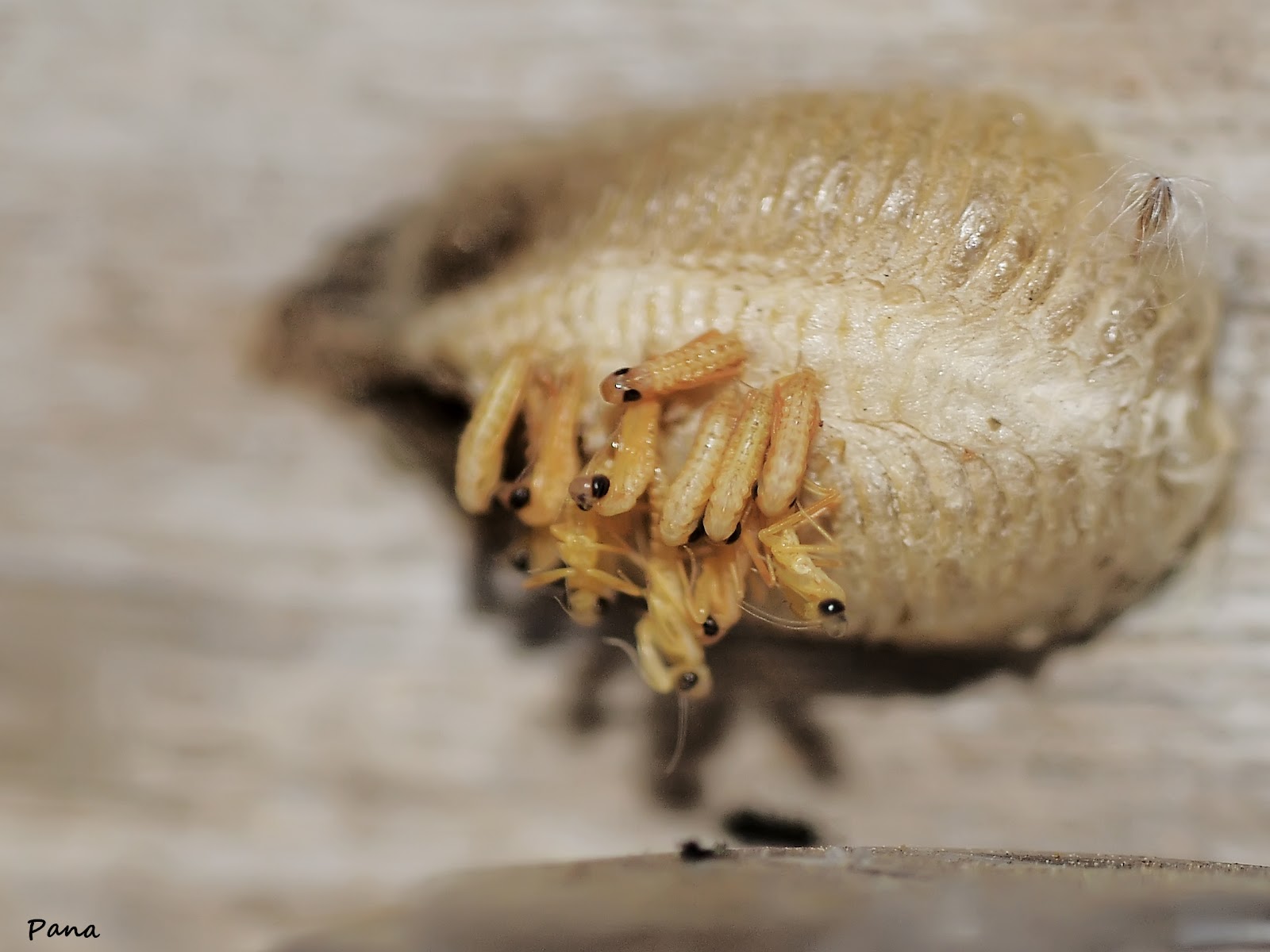 Pana - Lo que el ojo no ve: Nacimiento de una Mantis Religiosa