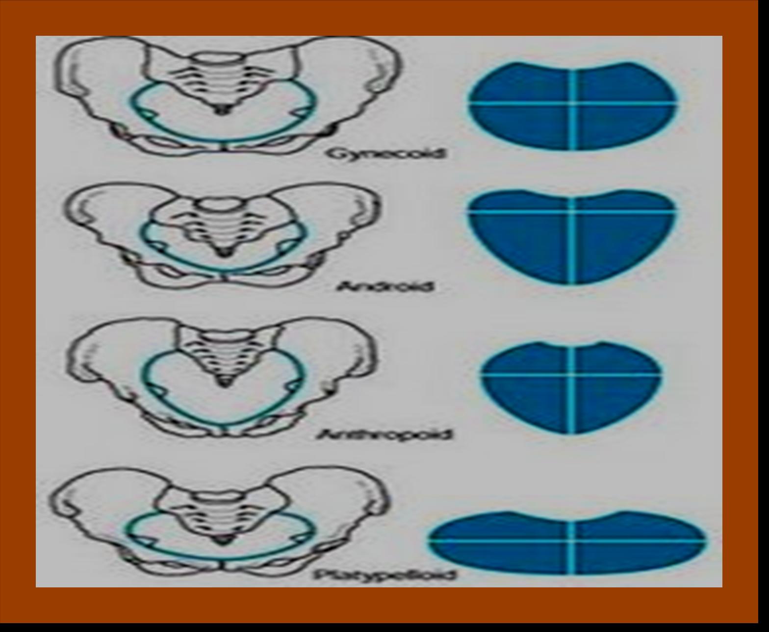 2 : 20: anatomi panggul