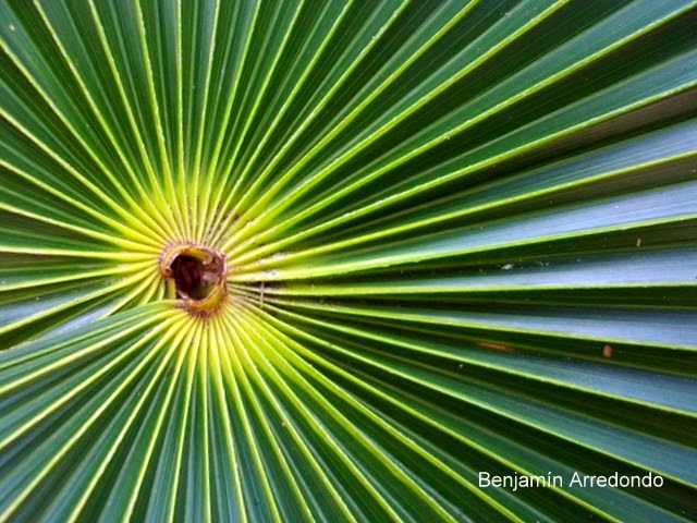 El Bable: La palma chit reclama atención pues está en peligro de extinción.